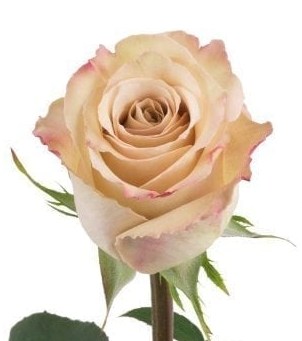 Beige and Cream Bulk Wedding Flowers - Quicksand Roses – DaisyDIYFlowers